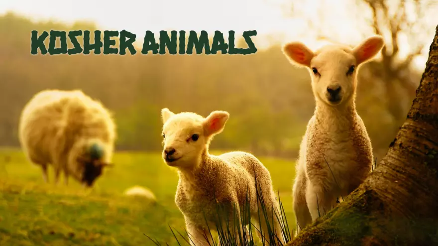 Kosher: Physical Signs of Kosher Mammals - Torah Live